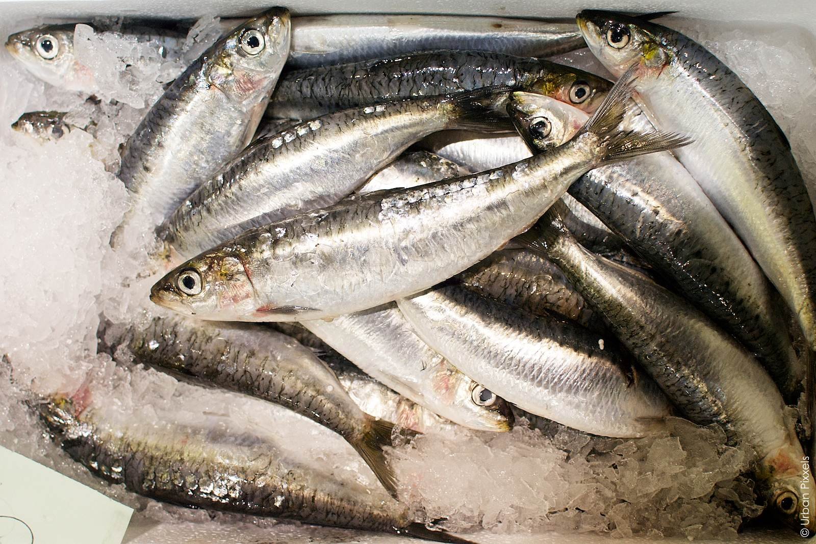 Breaking Dawn at Billingsgate Fish Market | Urban Pixxels